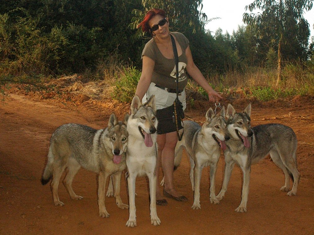 O Cão Lobo Checoslovaco como cão de companhia – dogs-ptmagazine