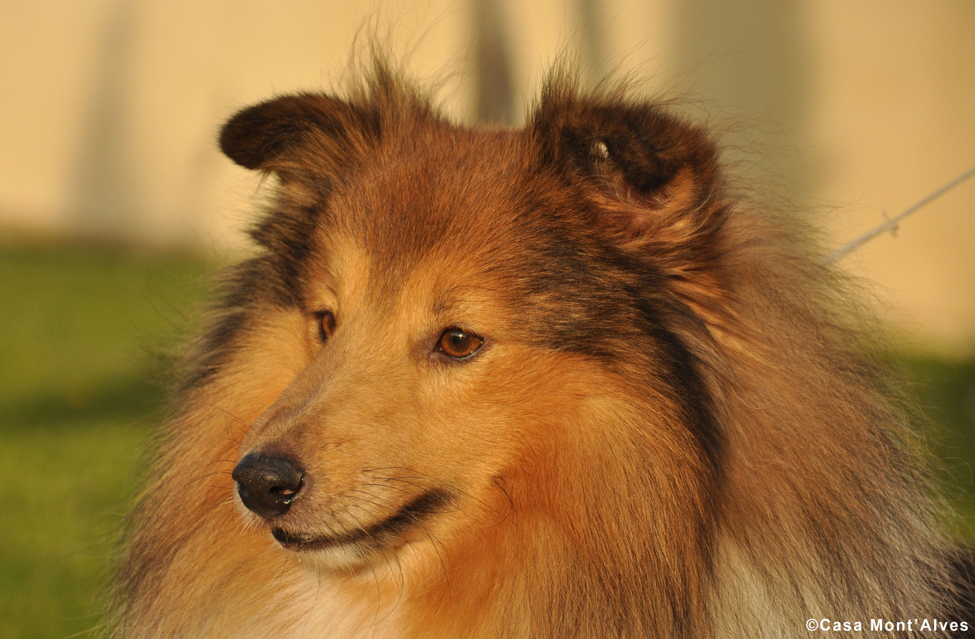 A história do Sheltie – dogs-ptmagazine