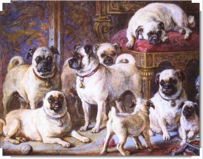 A história do Pug – dogs-ptmagazine