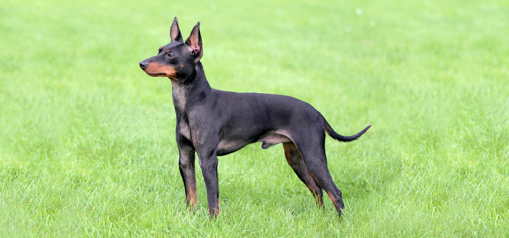 English Toy Terrier – dogs-ptmagazine