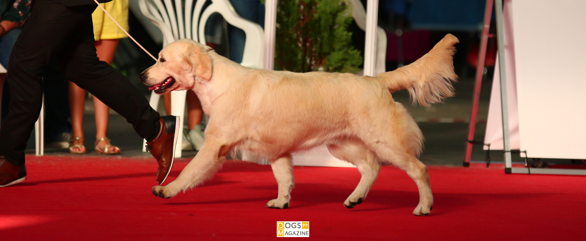 Golden Retriever – dogs-ptmagazine