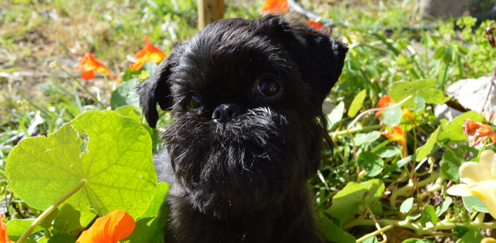 Griffon Belga – dogs-ptmagazine