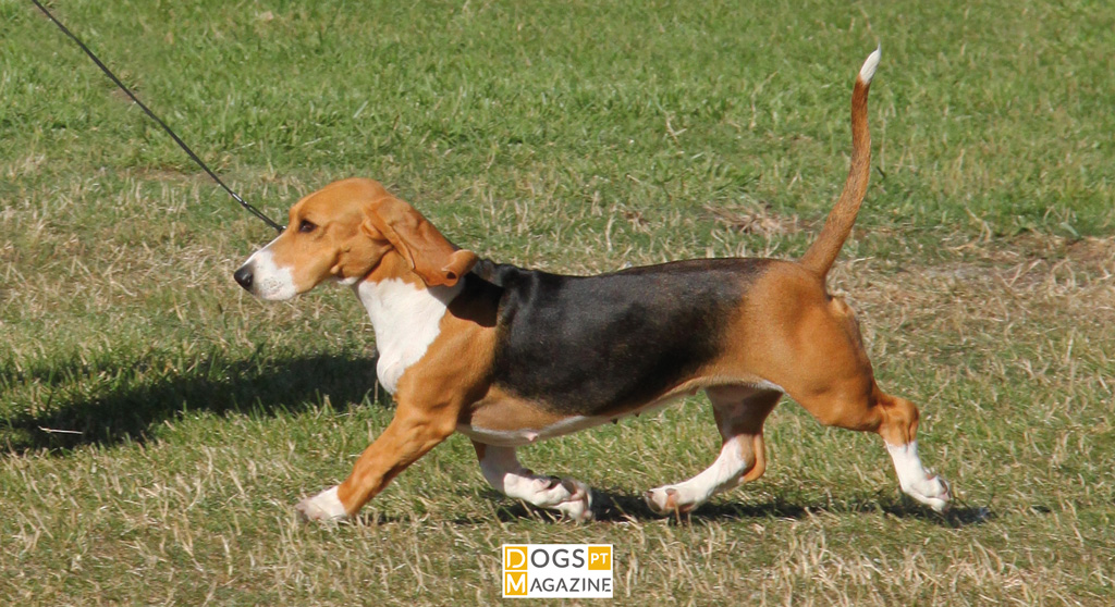 Basset Artesién Normand – dogs-ptmagazine