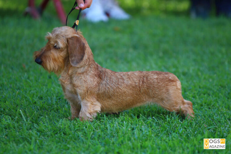 O Grooming do Teckel de pelo cerdoso – dogs-ptmagazine