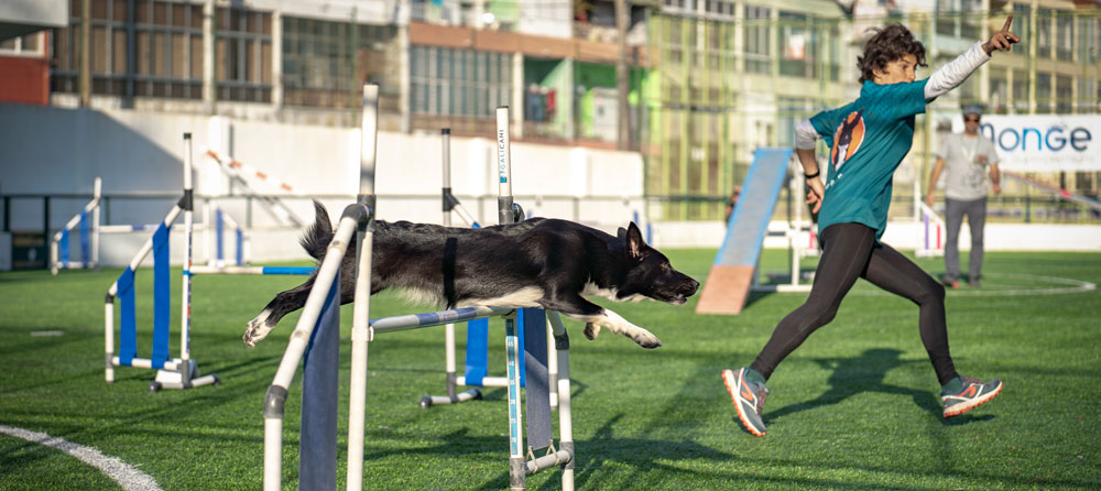 12.ª e 13.ª Provas do Campeonato Nacional de Agility – dogs-ptmagazine