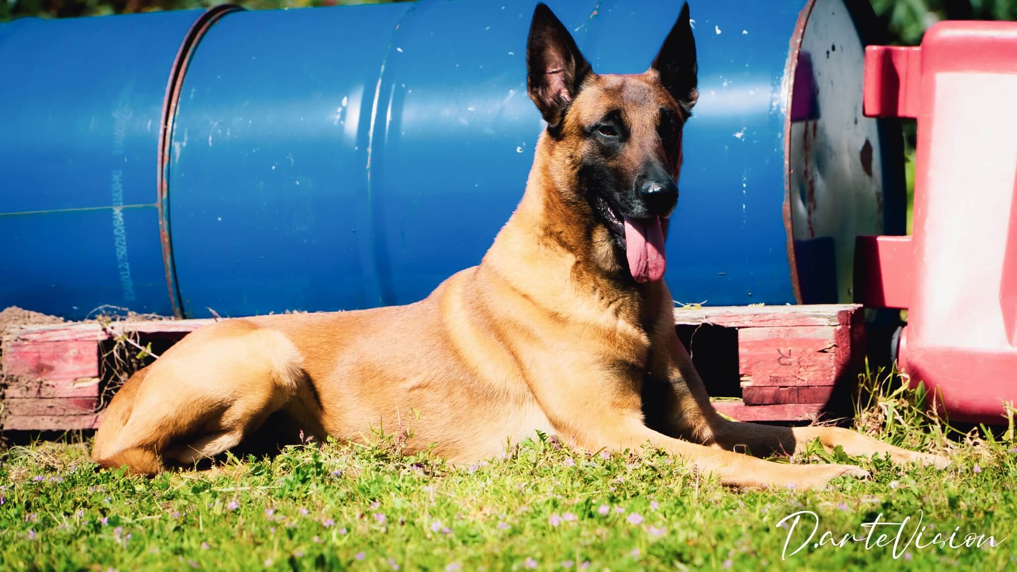 12.º Troféu de Mondioring Dog Camp – dogs-ptmagazine