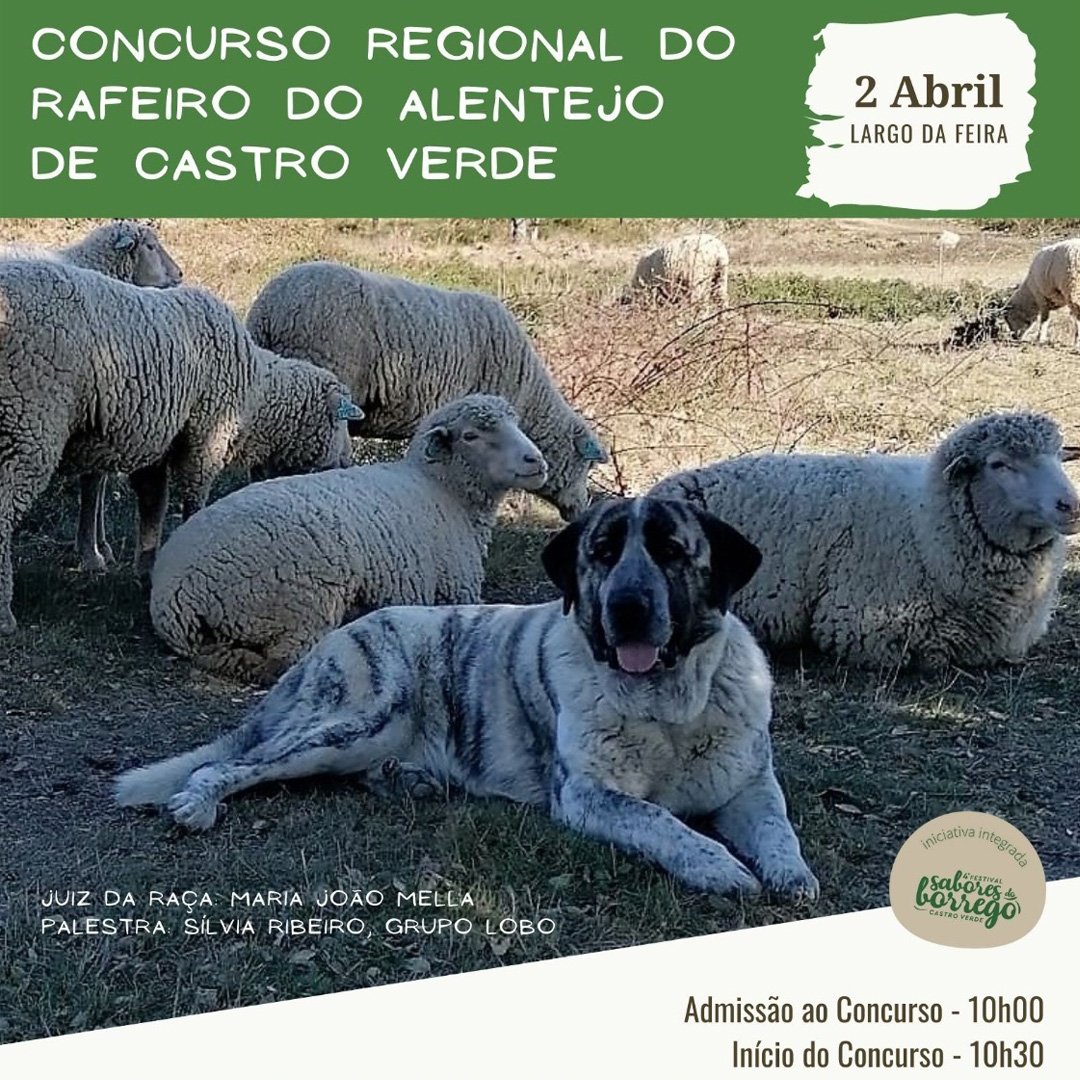 Concurso Regional do Rafeiro do Alentejo de Castro Verde – dogs-ptmagazine